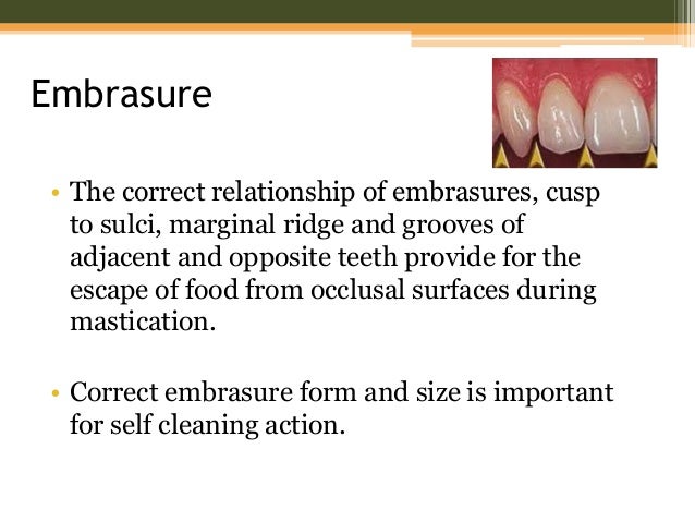 tooth form and occlusion