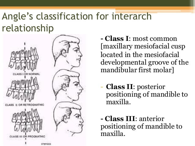 tooth form and occlusion