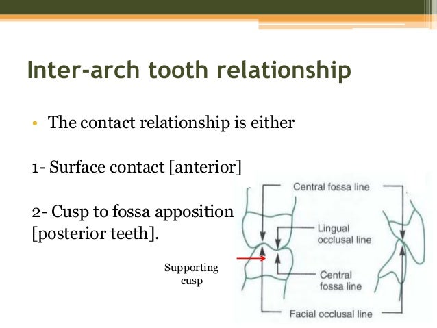 Tooth Form And Occlusion