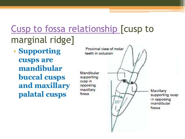 tooth form and occlusion