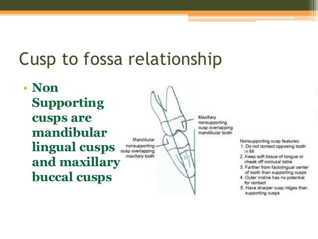 tooth form and occlusion