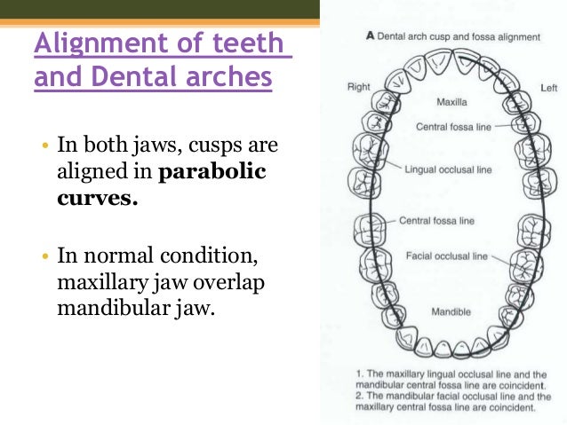 Tooth Form And Occlusion