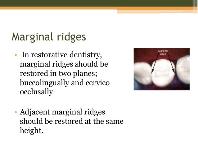 tooth form and occlusion