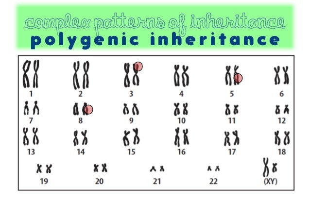 Understanding Inheritance Lesson Outline Answers