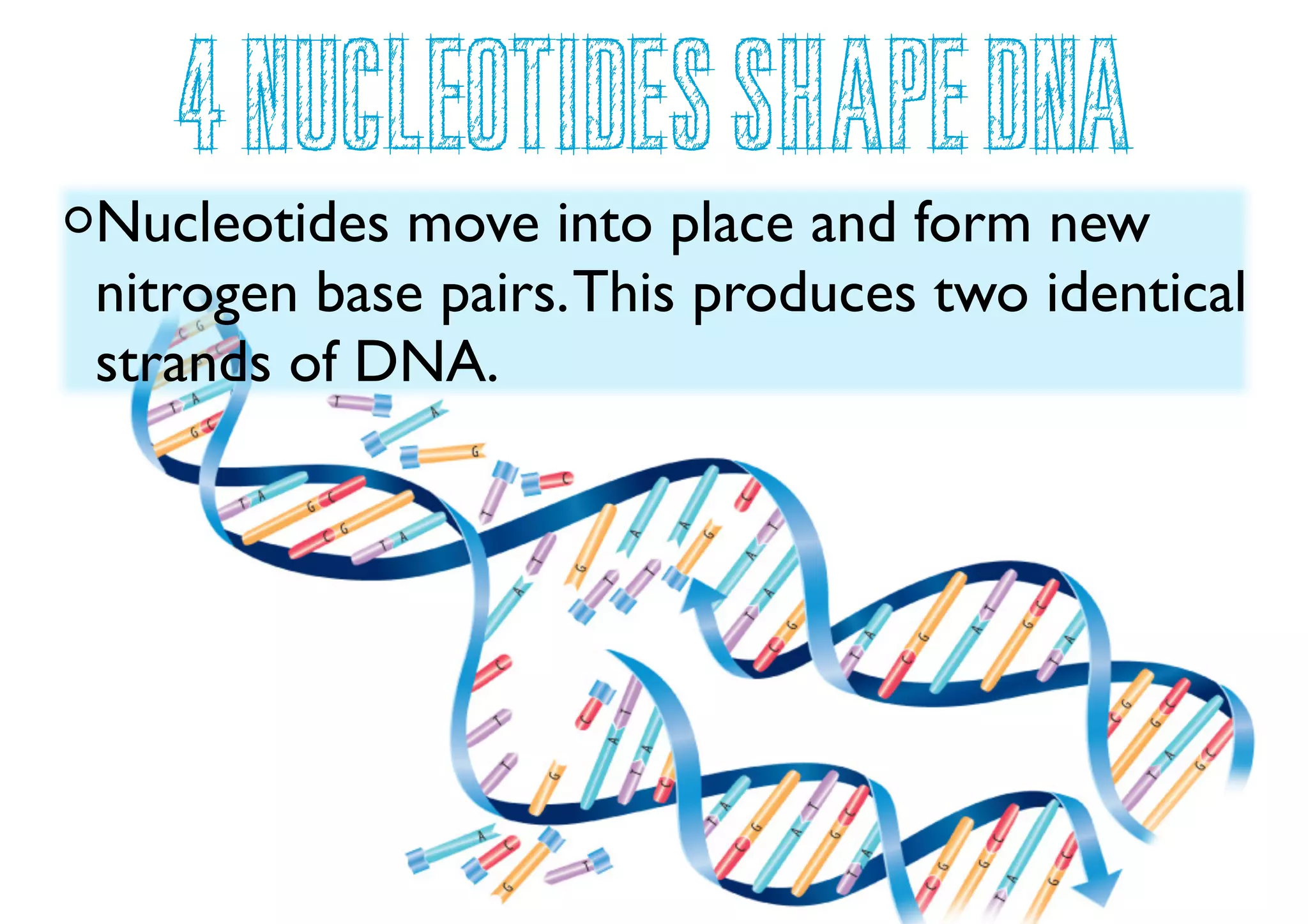 DNA and Genetics | PDF