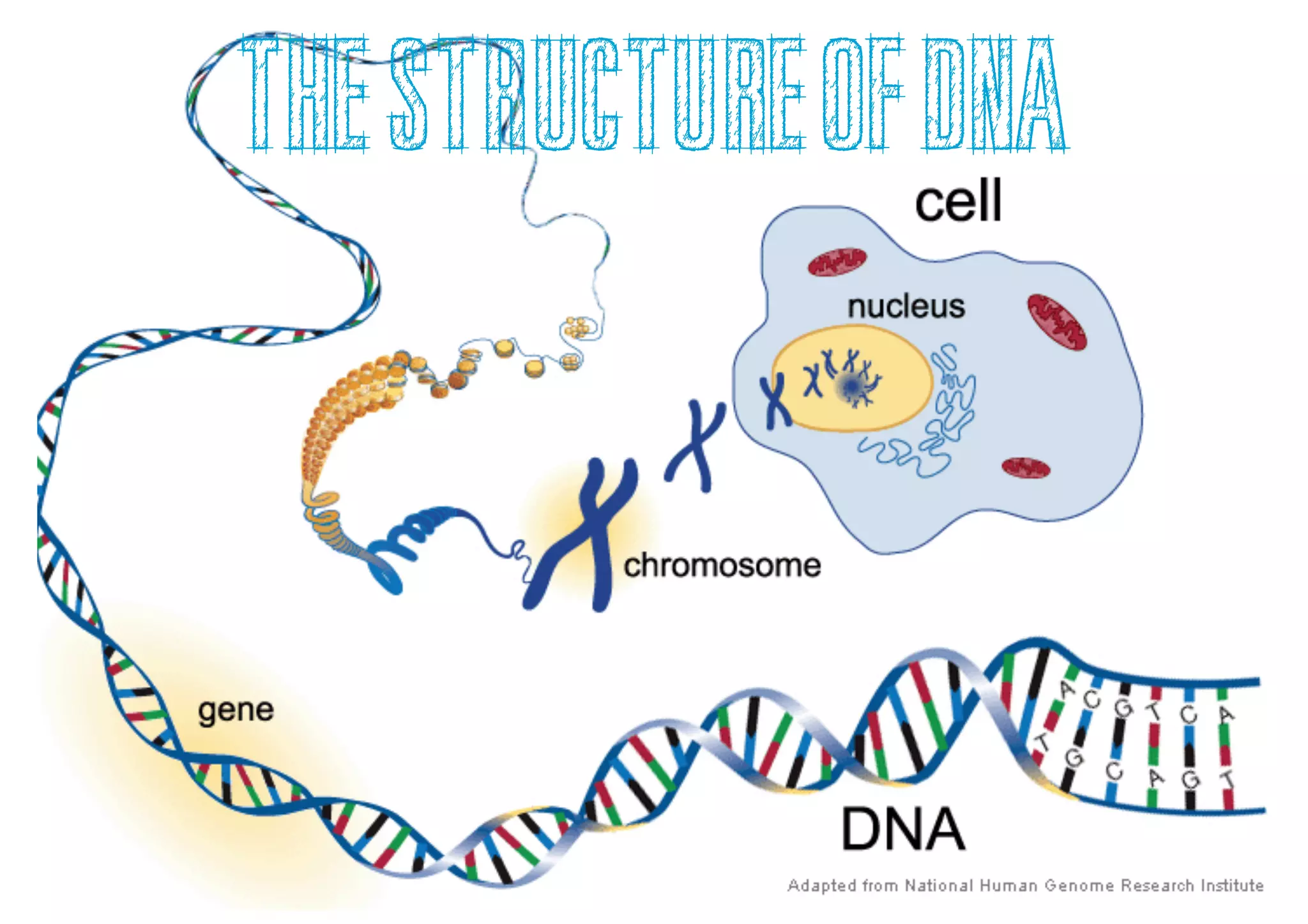 DNA and Genetics | PDF | Programming Languages | Computing