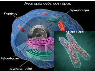 5.2. η ροη της γενετικής πληροφορίας | PPT