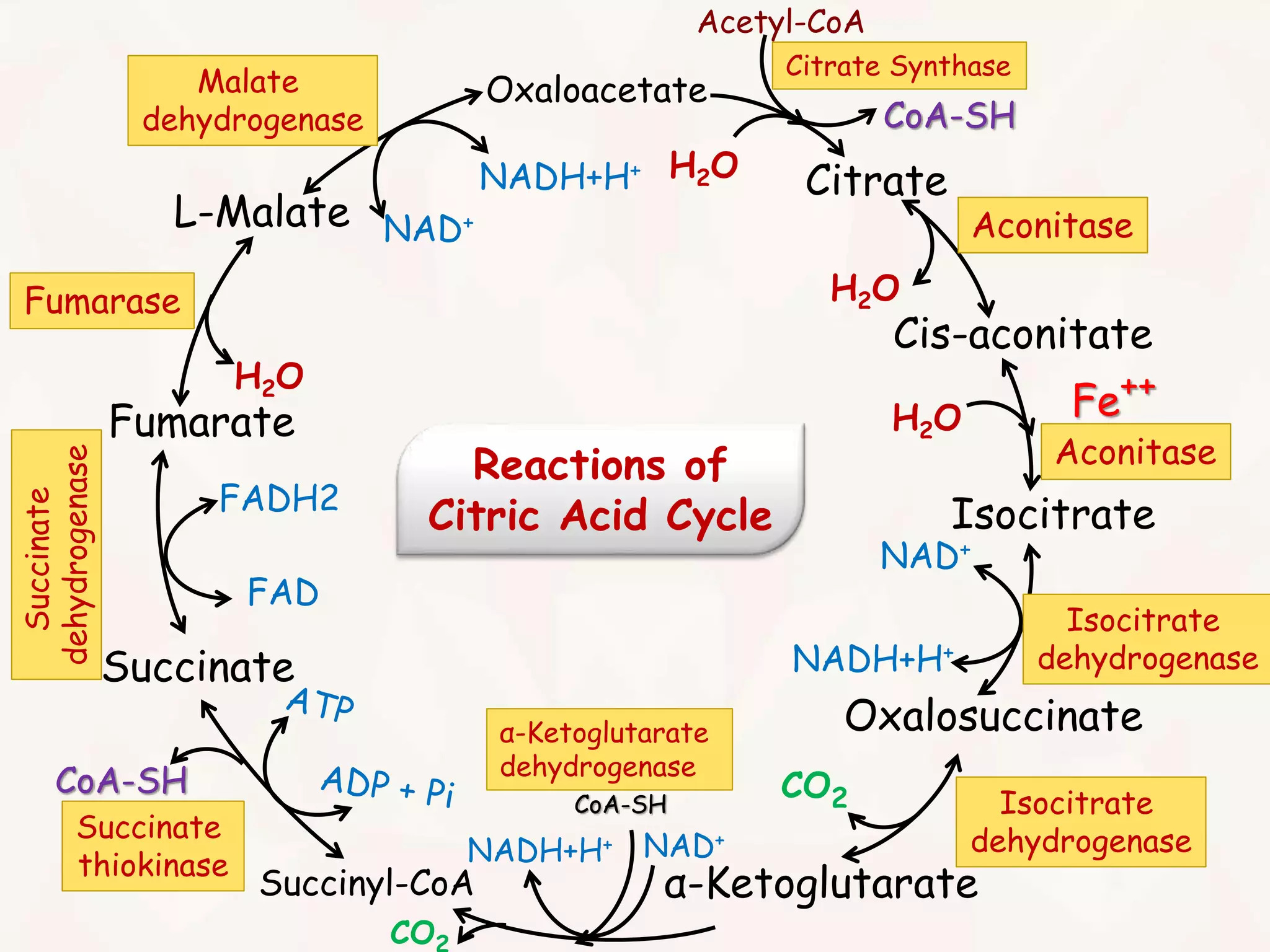 Citric Acid Cycle | PPSX