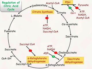 Citric Acid Cycle | PPSX