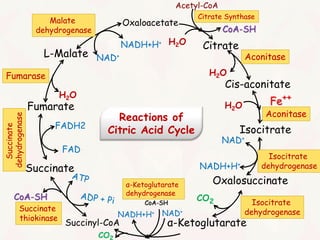 Krebs Cycle For Dummies Powerpoint