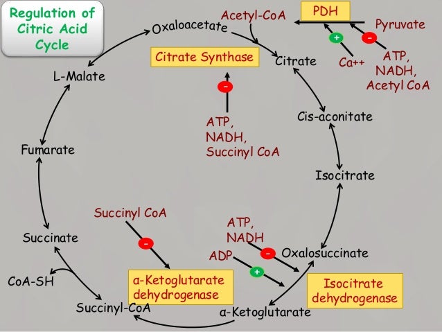 Citric Acid Cycle