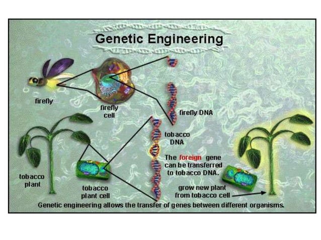 BIOLOGY FORM 5 CHAPTER 5 - 5.3 D Genetic Engineering | PPTX | Biotech ...