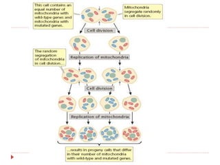 cytoplasmic inheritance | PPTX
