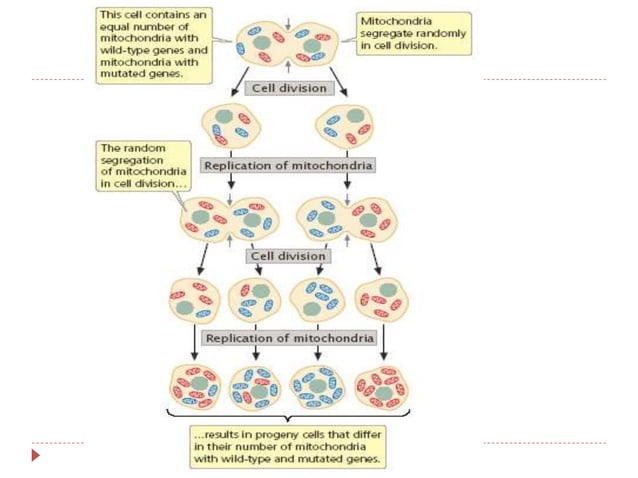 cytoplasmic inheritance | PPT