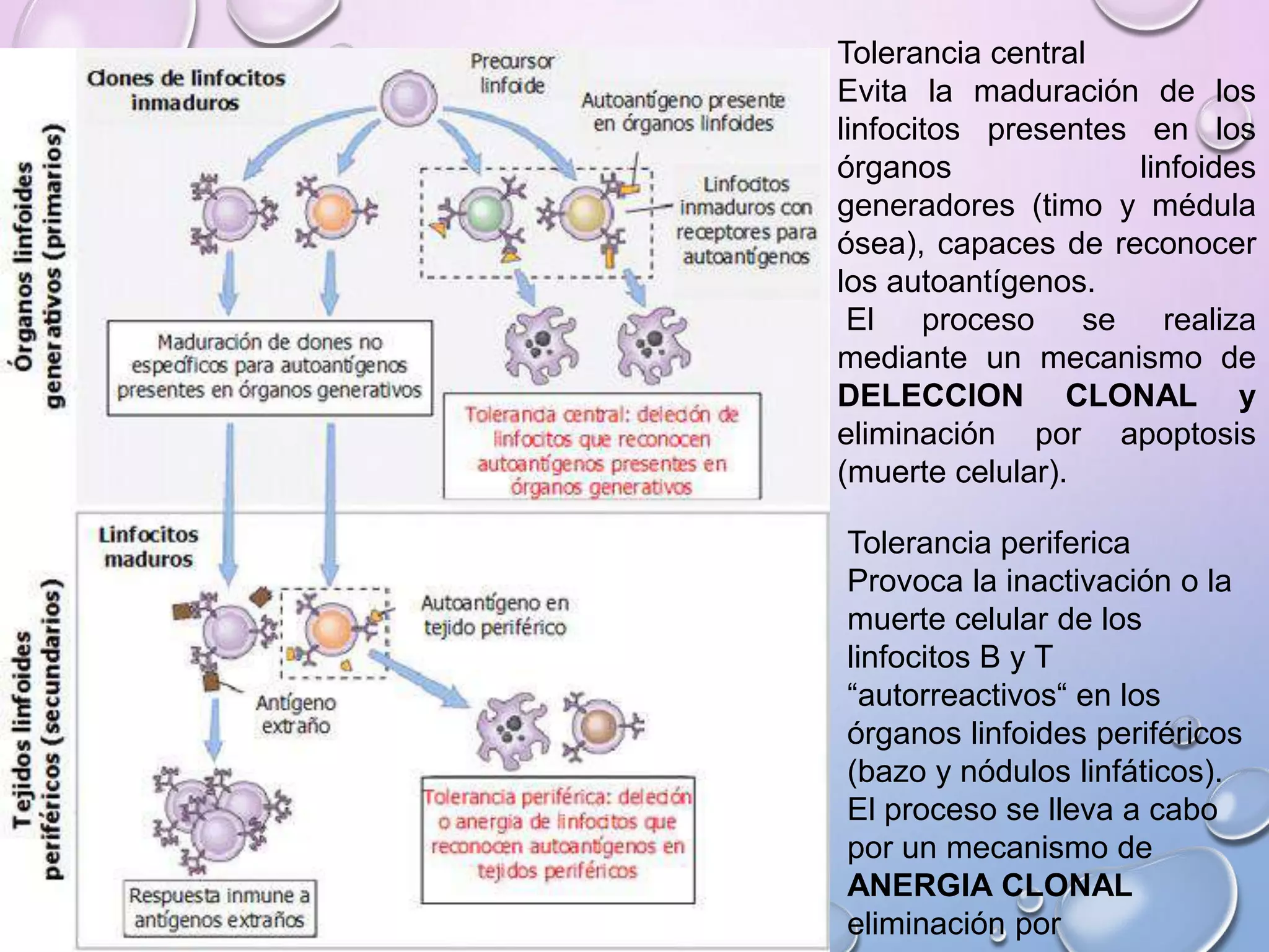 Autoinmunidad | PPTX