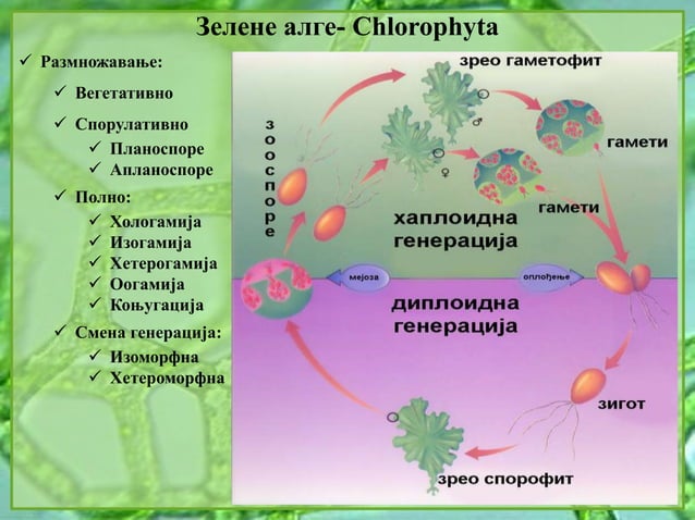 5. Zelene alge | PPT