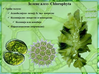 5. Zelene alge | PPT