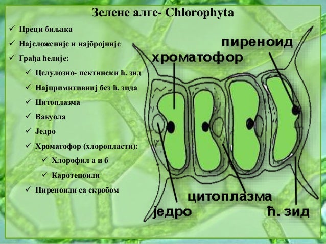 5. Zelene alge