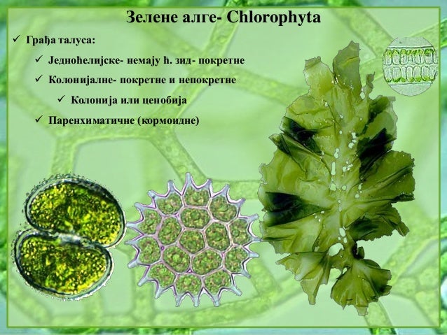 5. Zelene alge
