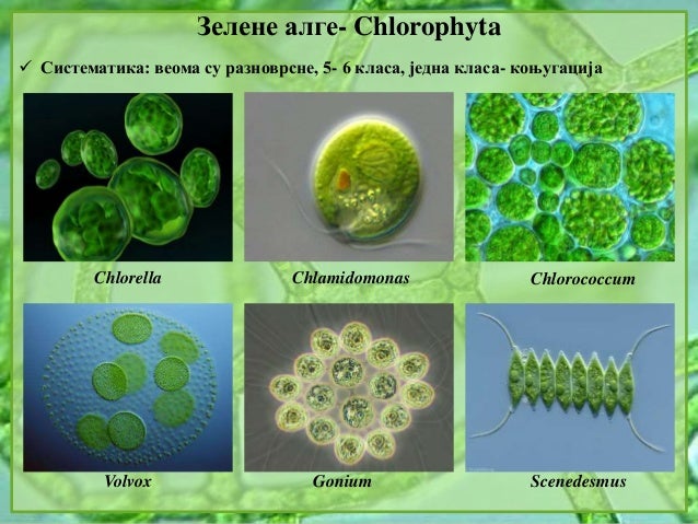 5. Zelene alge