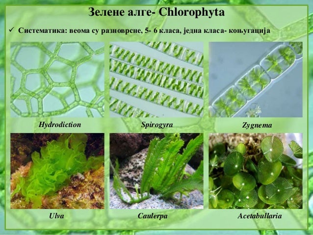 5. Zelene alge
