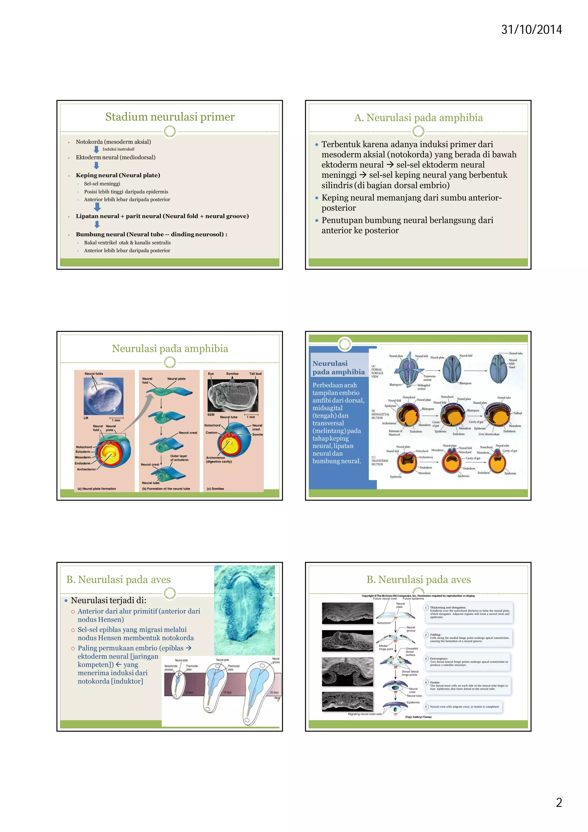 5. neurulasi dan organogenesis ektoderm | PDF