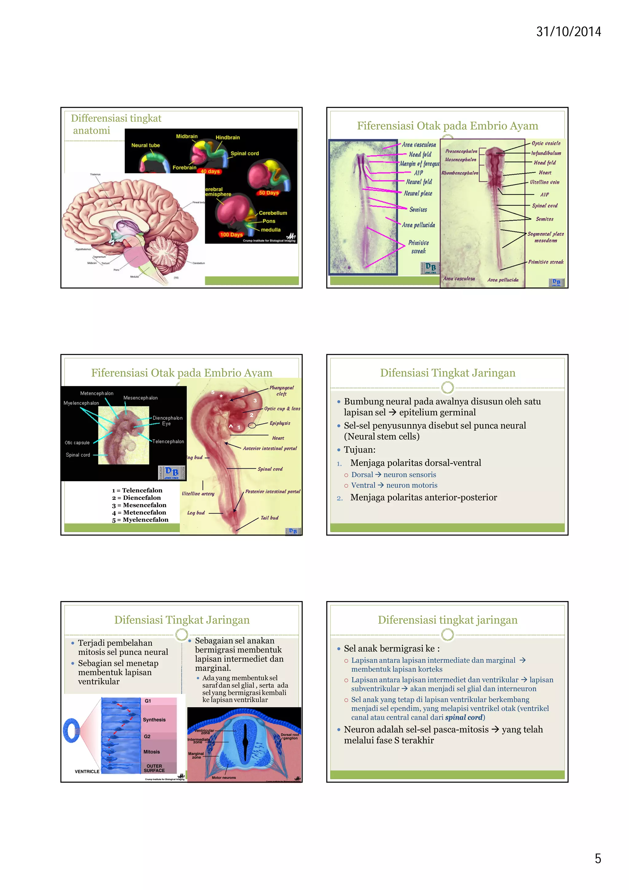 5. neurulasi dan organogenesis ektoderm | PDF
