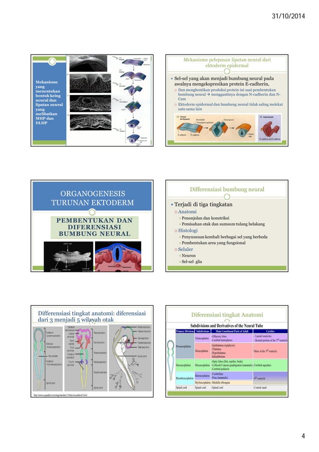 5. neurulasi dan organogenesis ektoderm | PDF