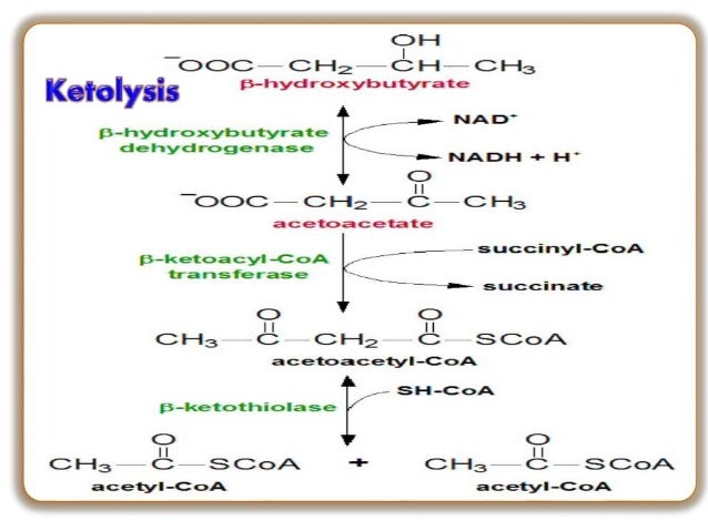 KETONE BODIES METABOLISM