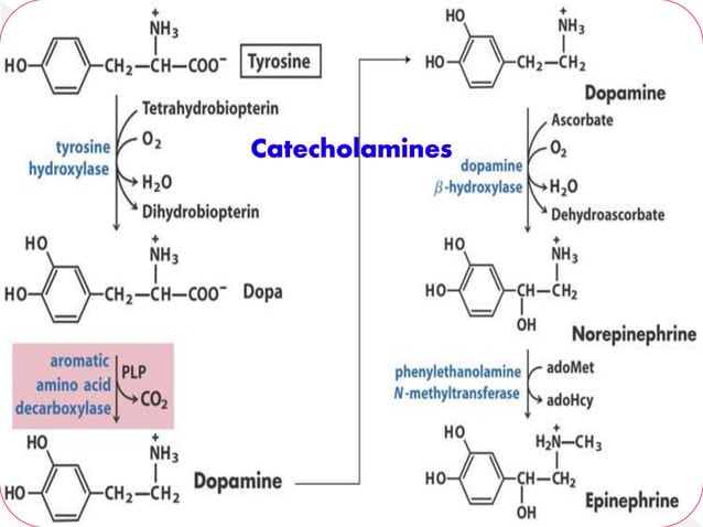PHENYLALANINE METABOLISM | PPTX