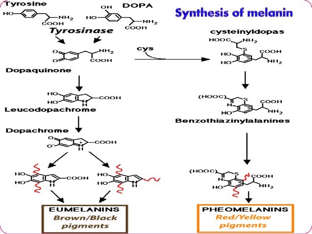 PHENYLALANINE METABOLISM