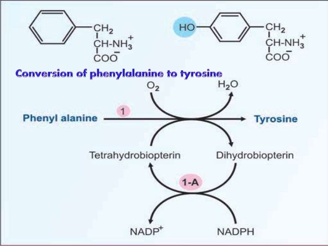 PHENYLALANINE METABOLISM