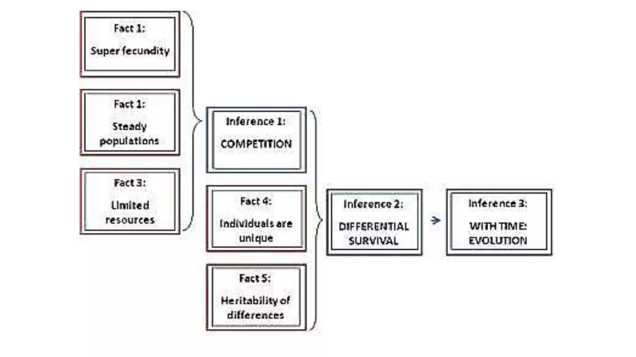 IB Biology : 5.2 Natural Selection | PPTX