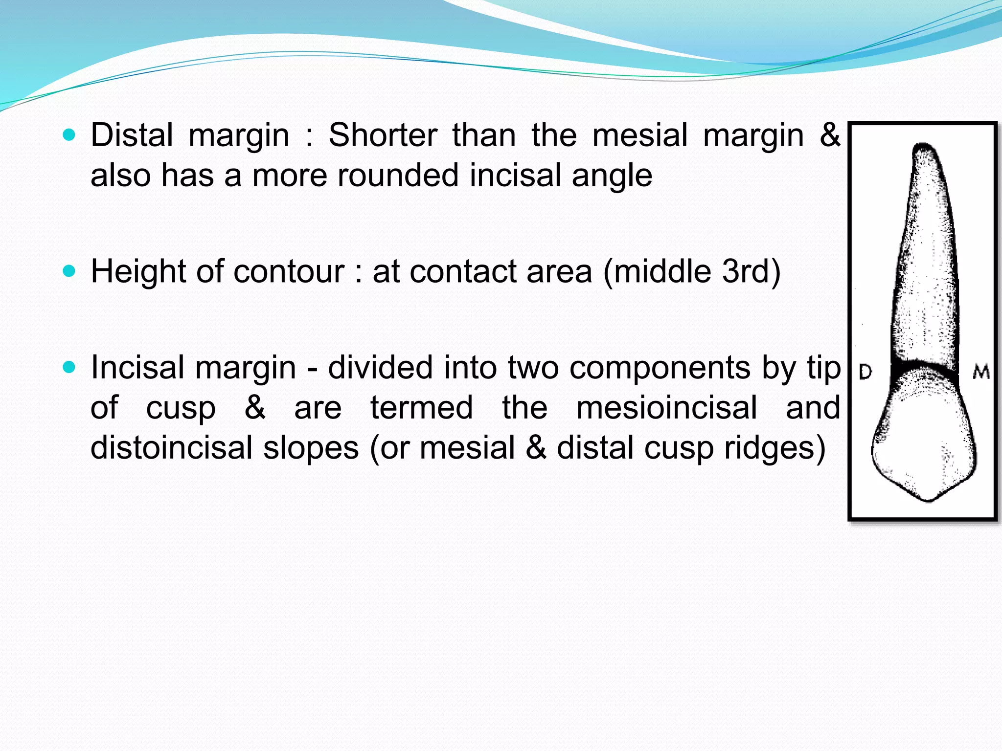 Permanent Maxillary & Mandibular Canine | PPTX