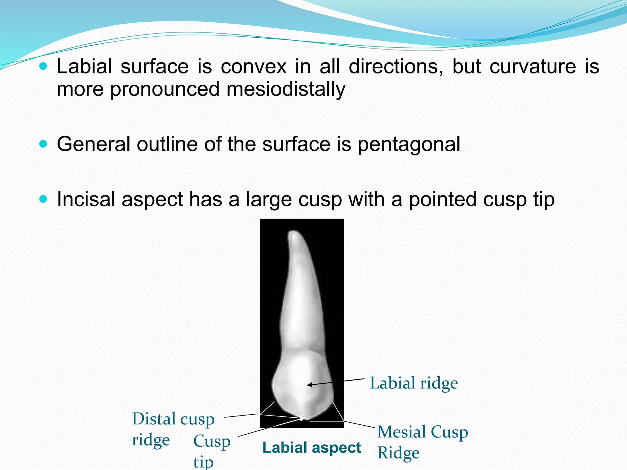 Permanent Maxillary & Mandibular Canine | PPTX