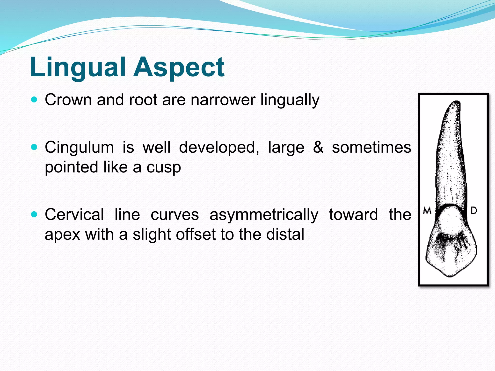 Permanent Maxillary & Mandibular Canine | PPTX | Dental Health ...