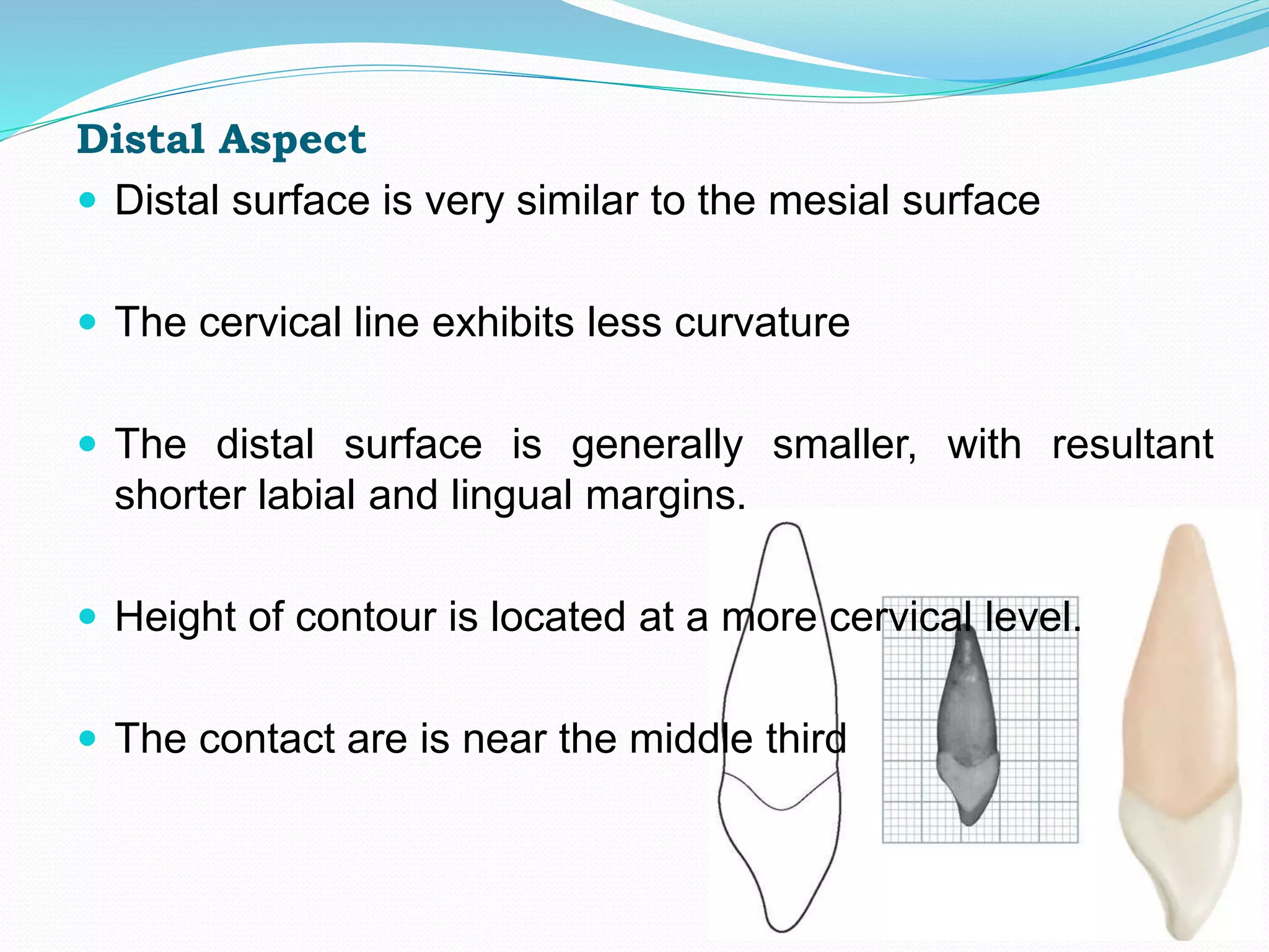 Permanent Maxillary & Mandibular Canine | PPTX