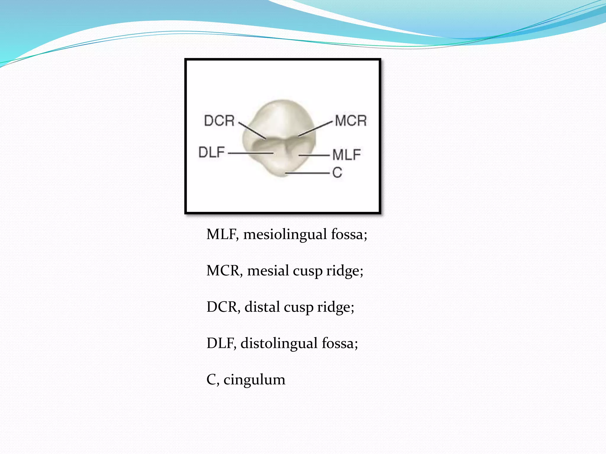 Permanent Maxillary & Mandibular Canine | PPTX