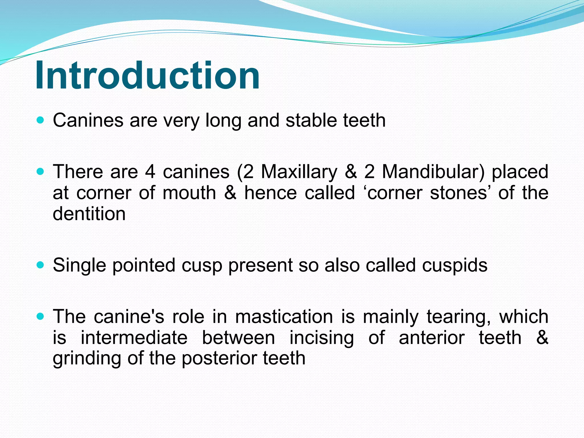 Permanent Maxillary & Mandibular Canine | PPTX