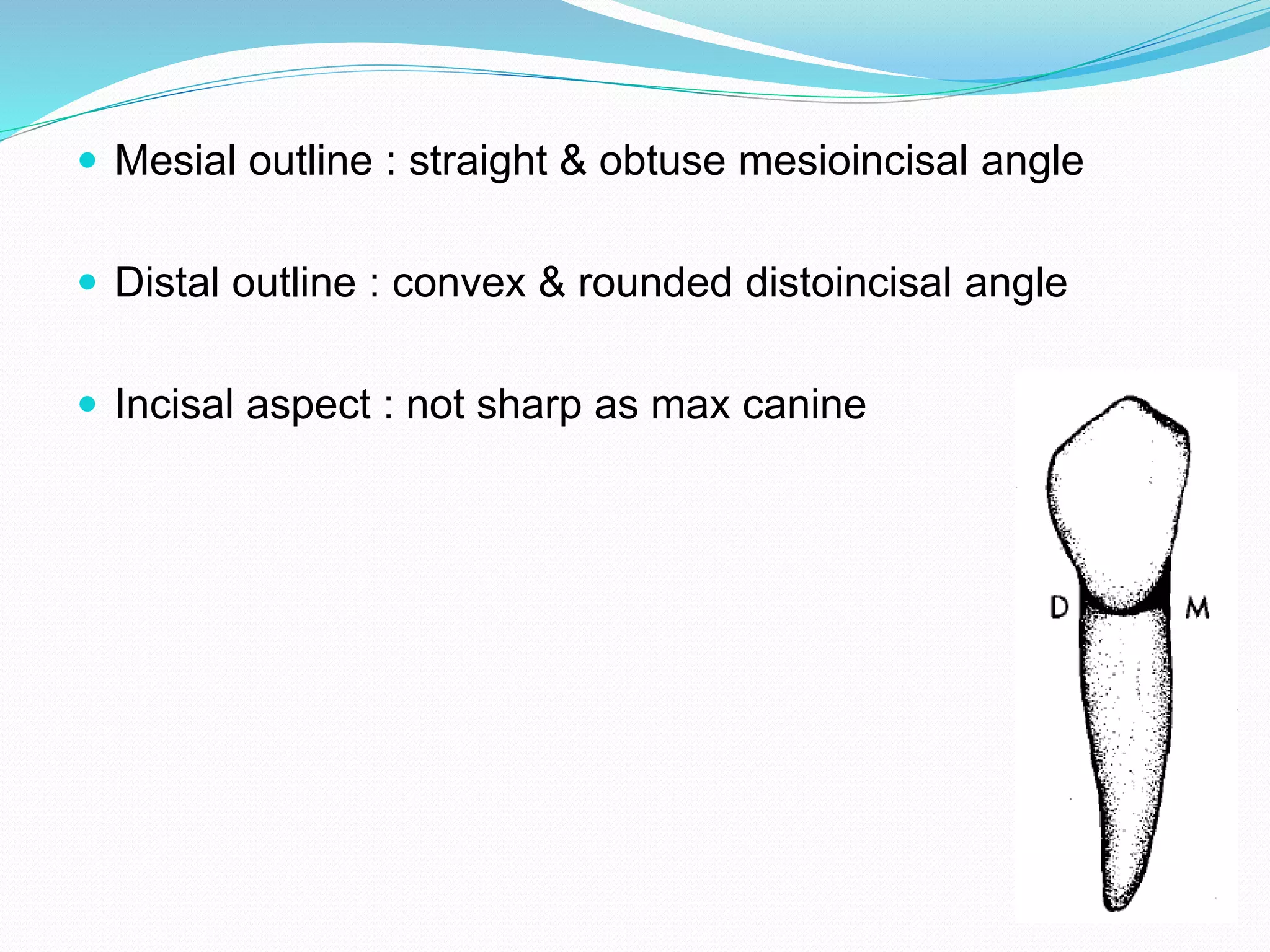 Permanent Maxillary & Mandibular Canine | PPTX