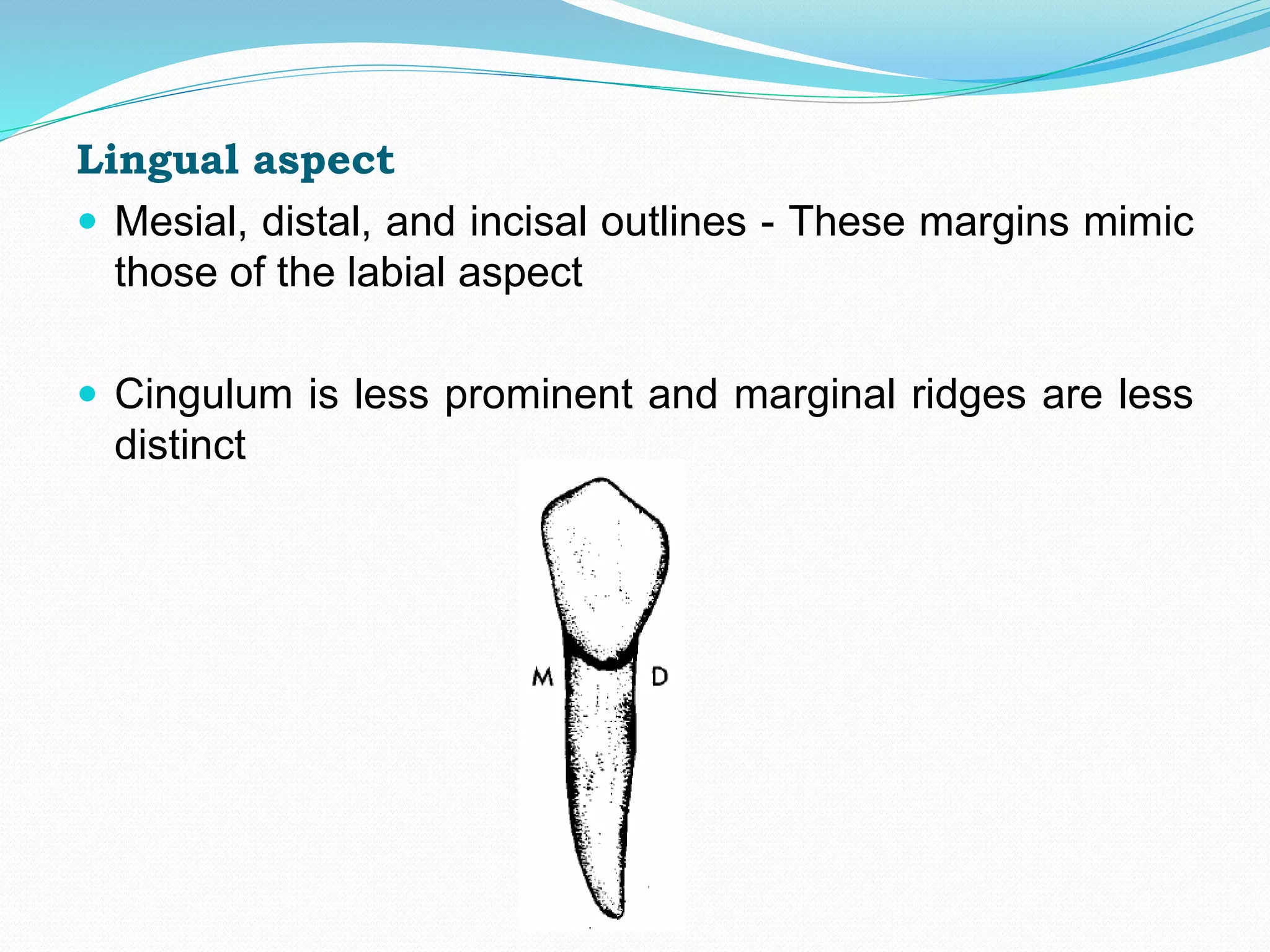 Permanent Maxillary & Mandibular Canine | PPTX