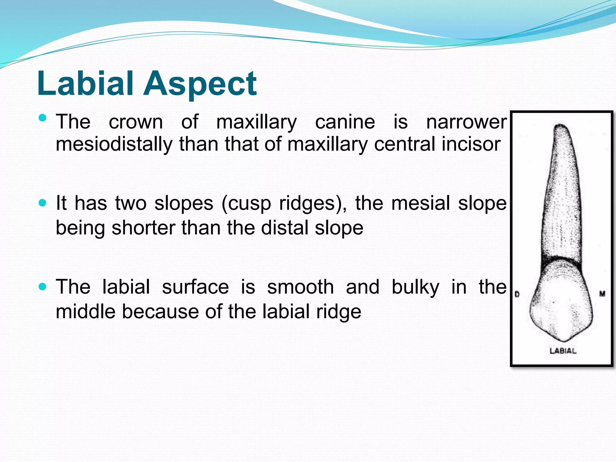 Permanent Maxillary & Mandibular Canine | PPTX
