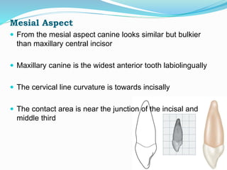 Permanent Maxillary & Mandibular Canine | PPTX
