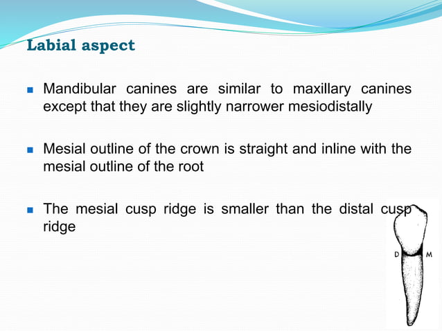 Permanent Maxillary & Mandibular Canine | PPTX | Dental Health ...