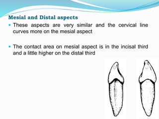 Permanent Maxillary & Mandibular Canine | PPTX