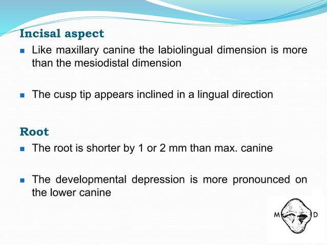Permanent Maxillary & Mandibular Canine | PPTX | Dental Health ...