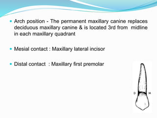 Permanent Maxillary & Mandibular Canine | PPTX