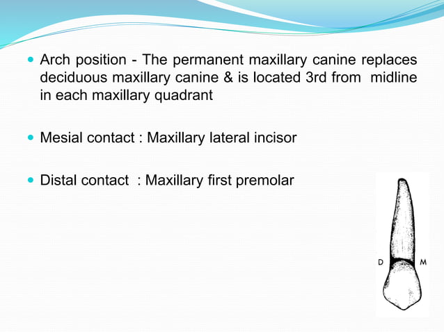 Permanent Maxillary & Mandibular Canine | PPTX | Dental Health ...