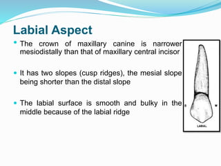 Permanent Maxillary & Mandibular Canine | PPTX