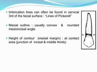 Permanent Maxillary & Mandibular Canine | PPTX